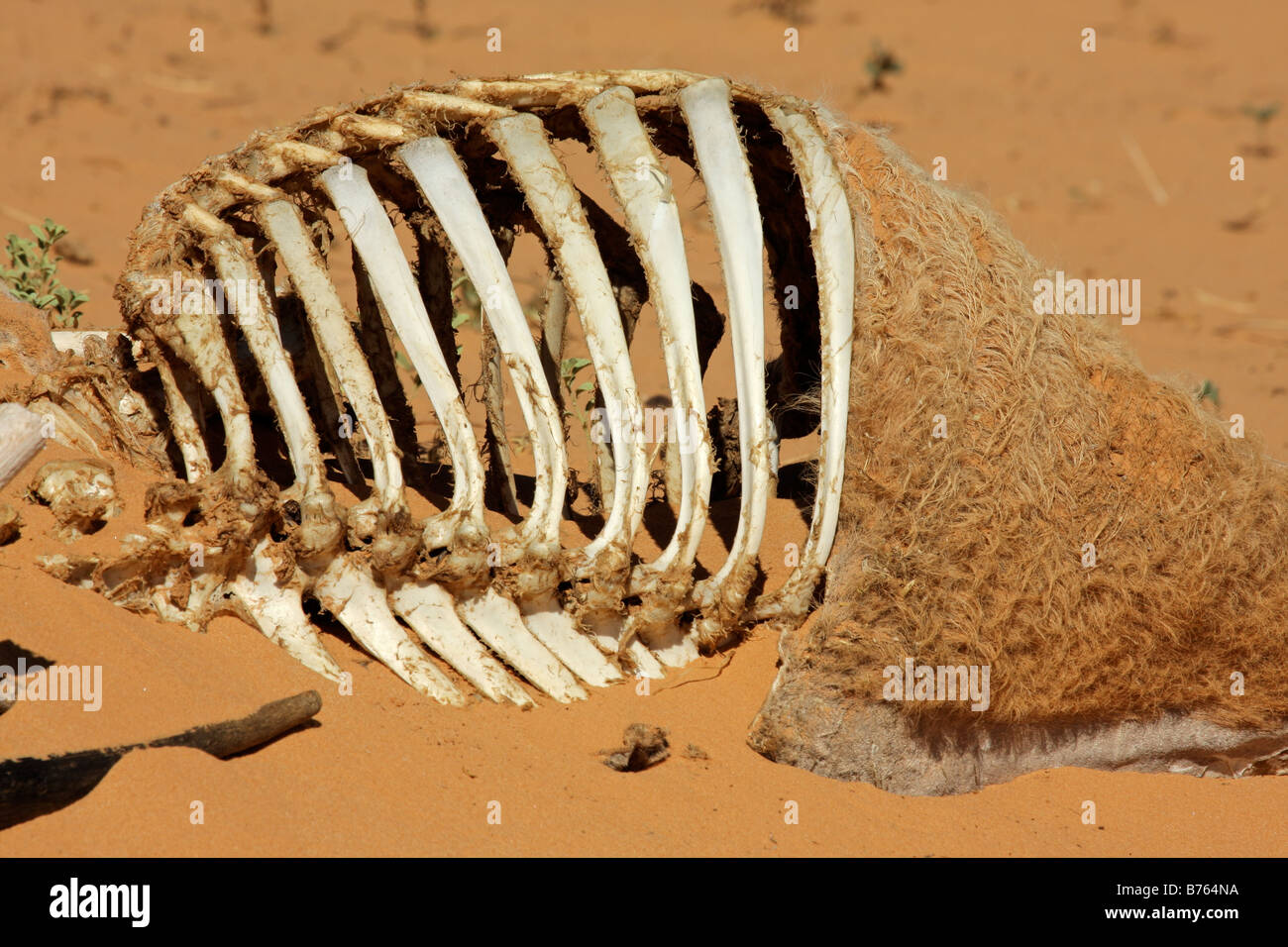 Remains of dead eland antelope (Taurotragus oryx), Kalahari desert ...