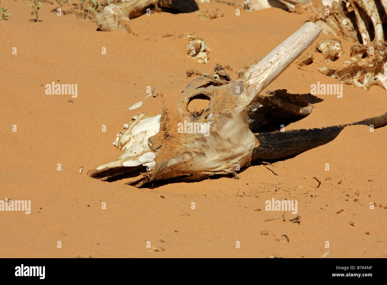Remains of dead eland antelope (Taurotragus oryx), Kalahari desert ...
