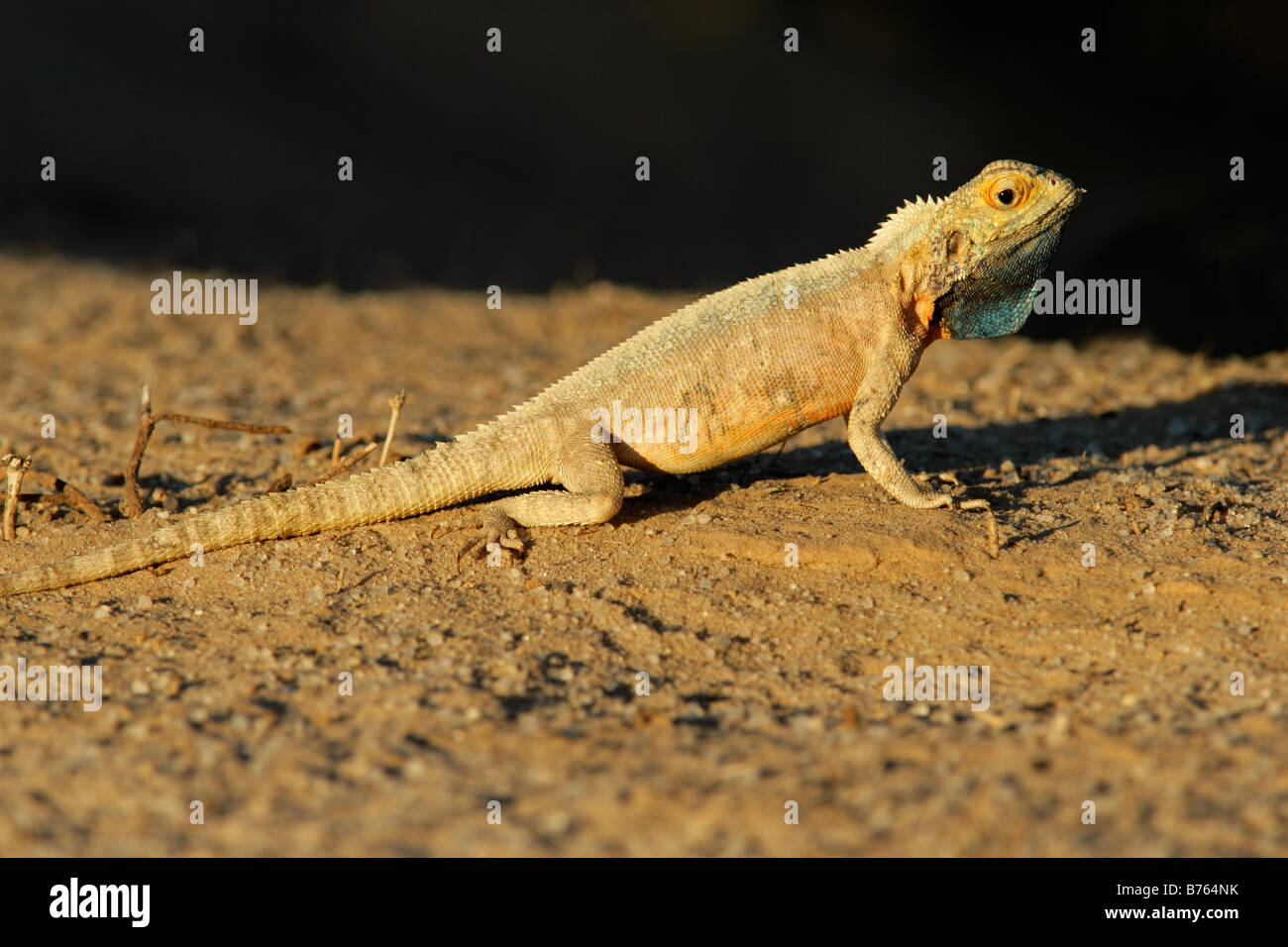 Male ground agama hi-res stock photography and images - Alamy