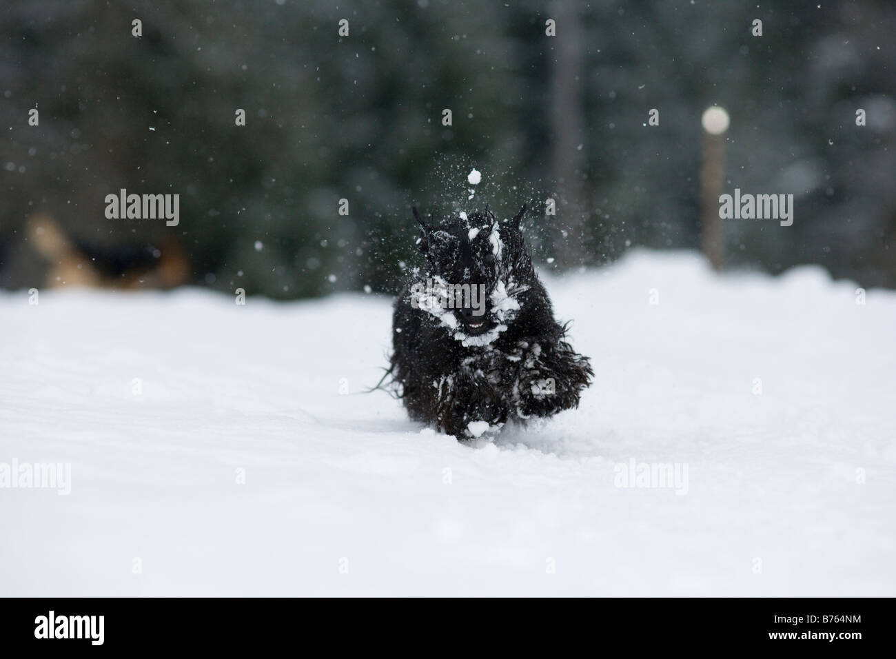 Scottish terrier running in snow hi-res stock photography and images ...