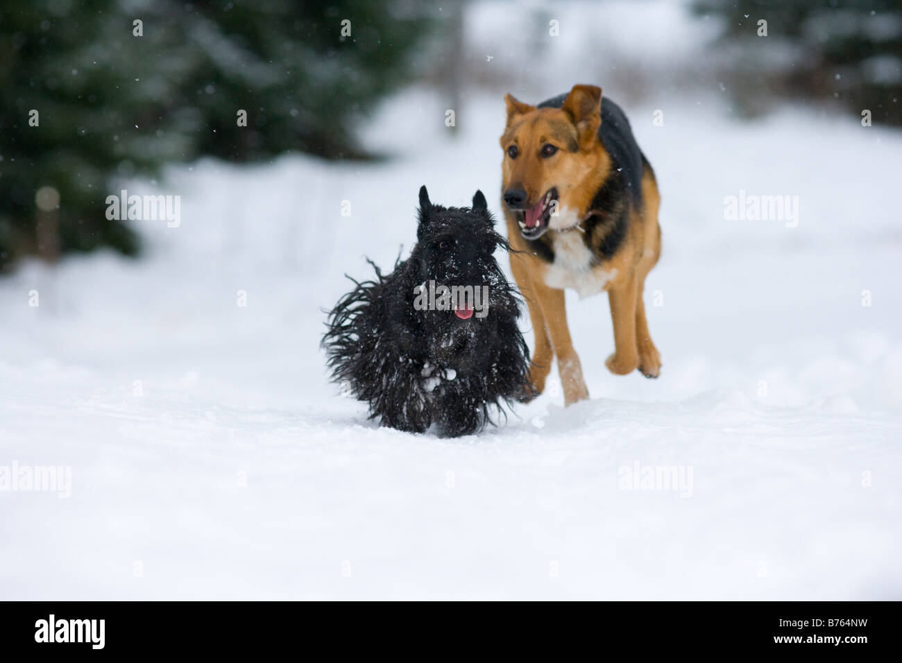 Dogs playing in the snow Stock Photo - Alamy