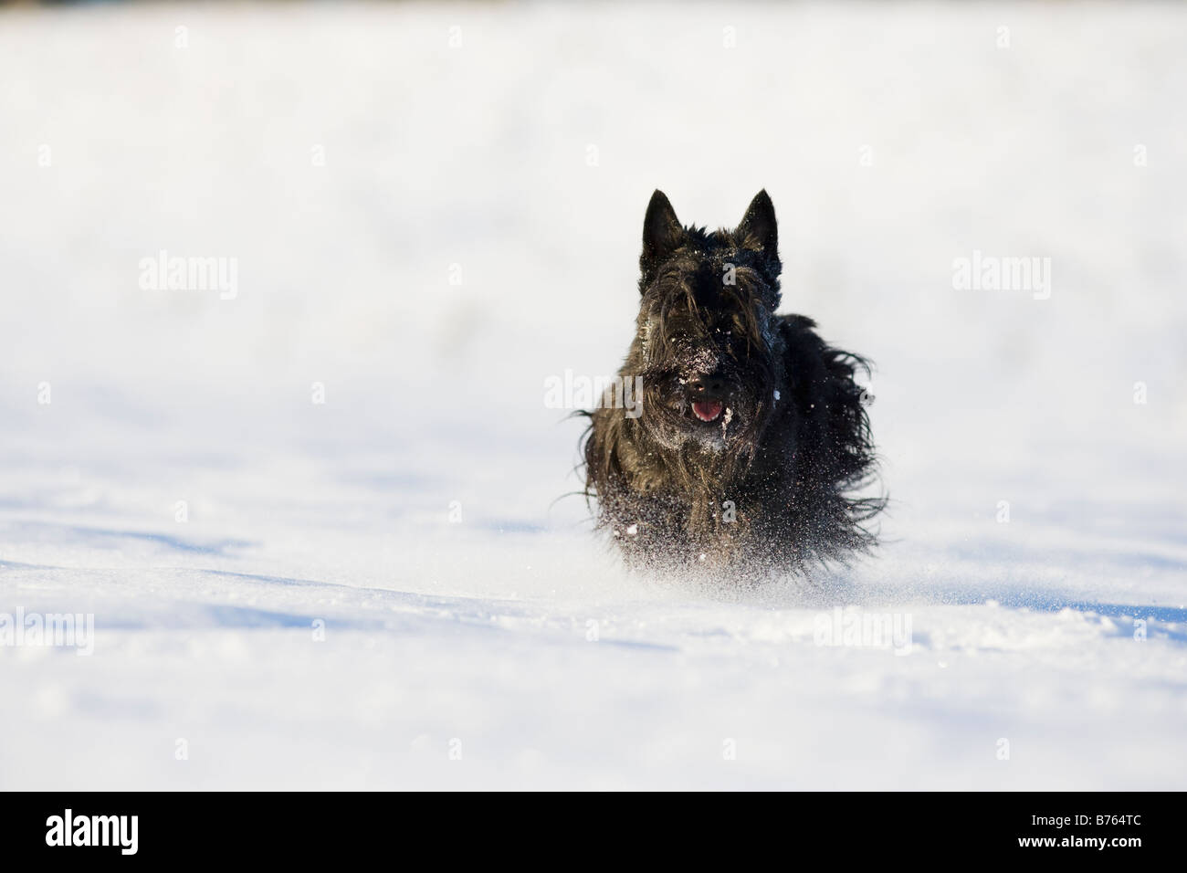 Scottish terrier running hi-res stock photography and images - Alamy