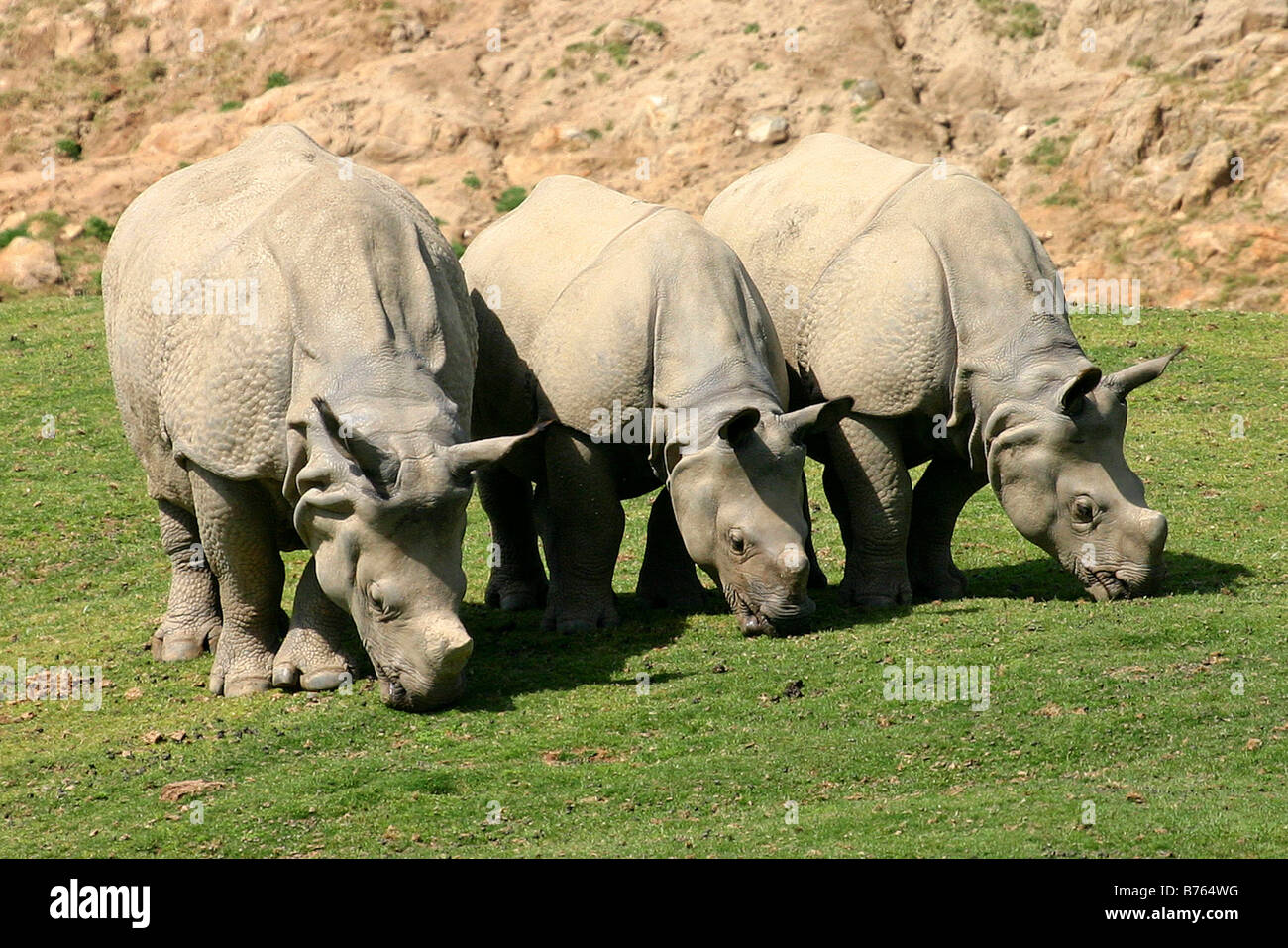 Rhinoceri hi-res stock photography and images - Alamy