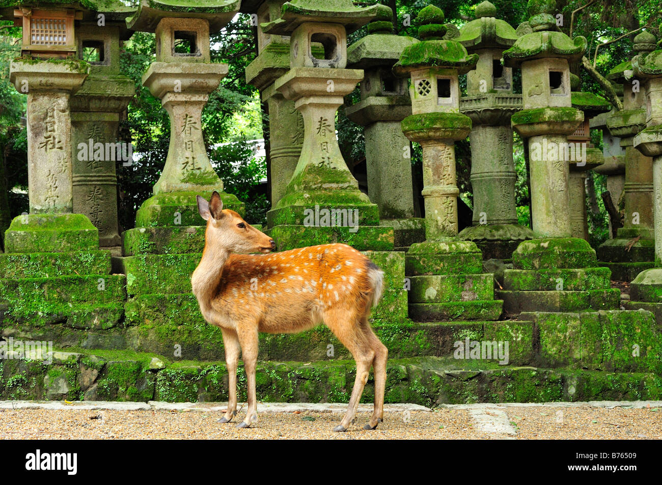 Nara kouen hi-res stock photography and images - Alamy
