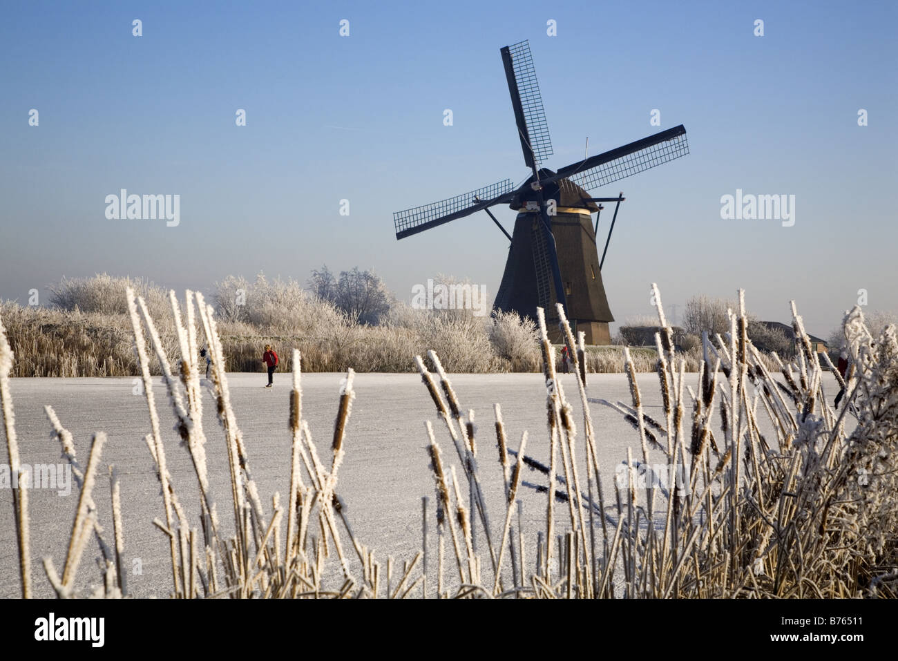 Reed mace winter kinderdijk holland hi-res stock photography and images ...