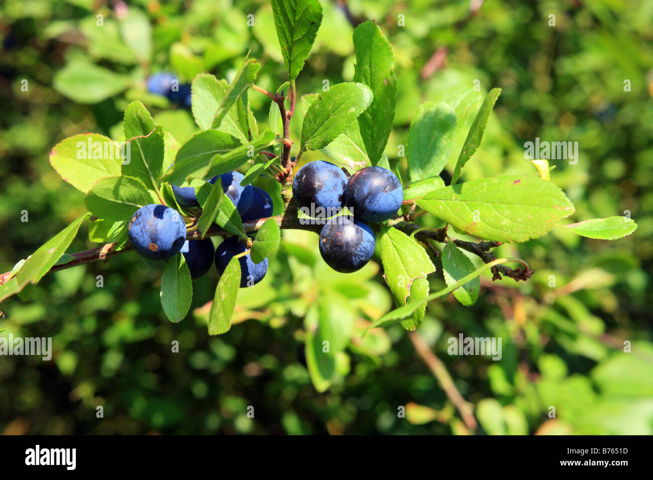 Ripe sloes on bush in Kent countryside, England, Europe Stock Photo - Alamy