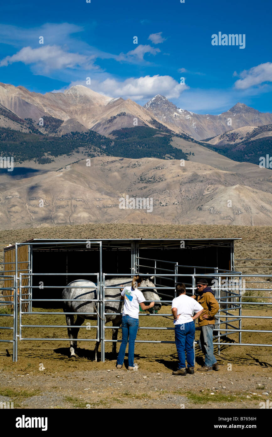 Grey horse in a corral with three people standing outside with large ...