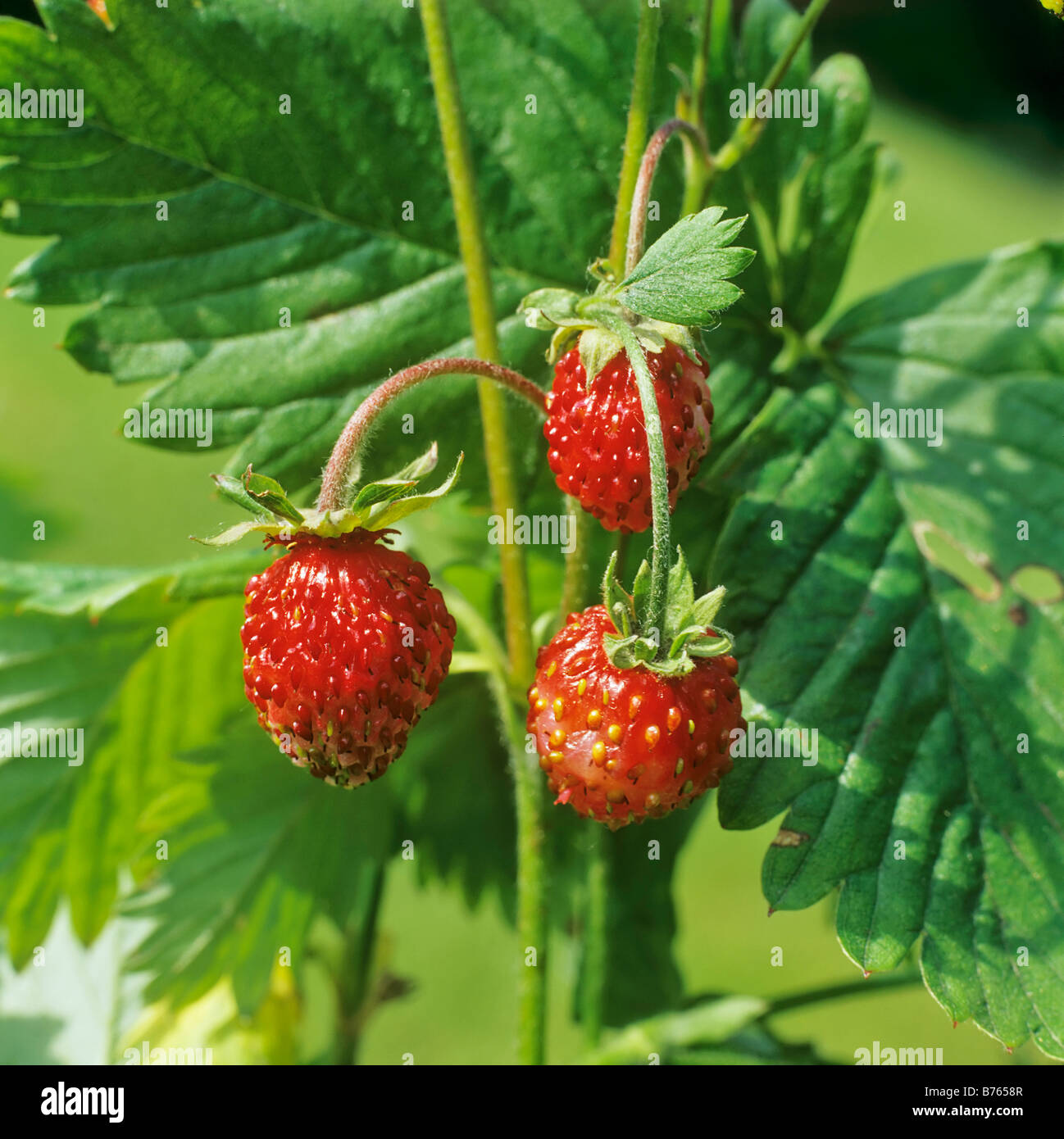 Waldbeere Fragaria vesca Woodland Strawberry Wild Strawberry European ...