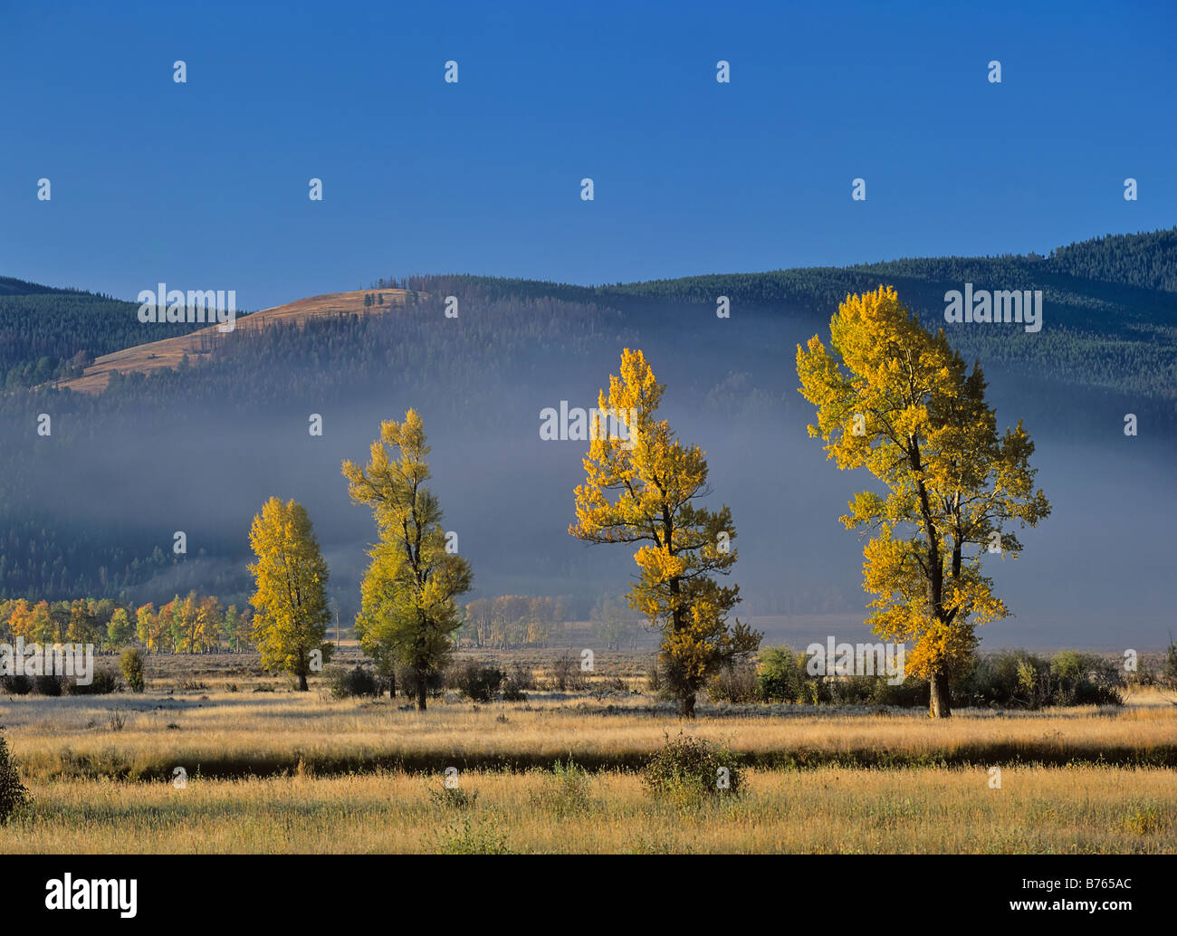 Fall colors autumn colours yellowstone hi-res stock photography and ...