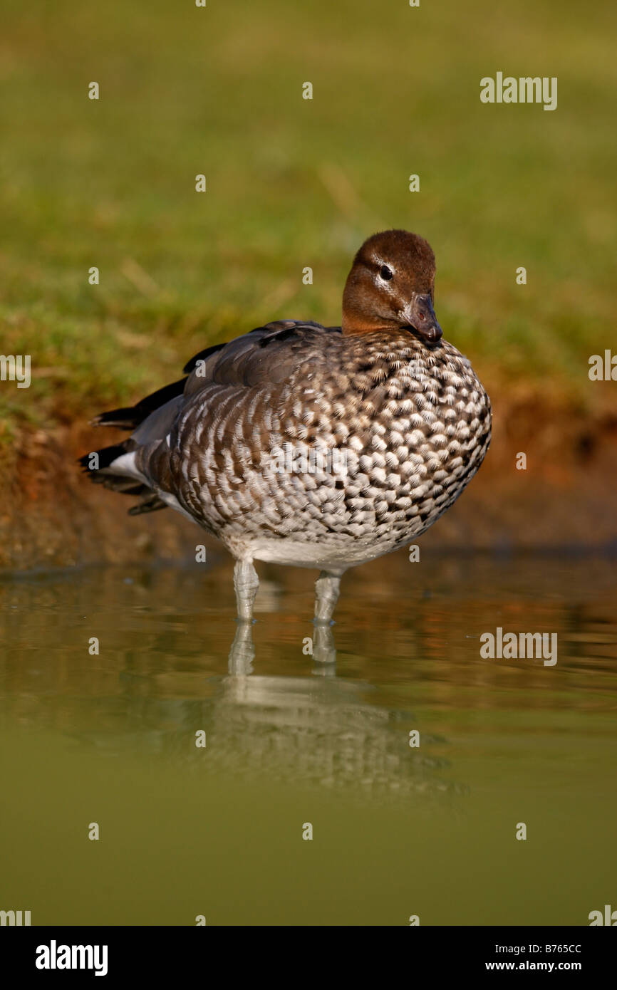 Australian wood duck or maned goose Chenonetta jubata female native to ...