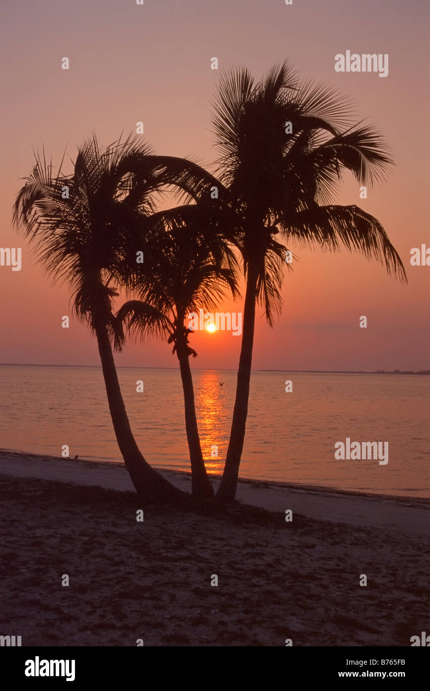 palm tree beach red sunset backlight sillhouette florida america usa ...