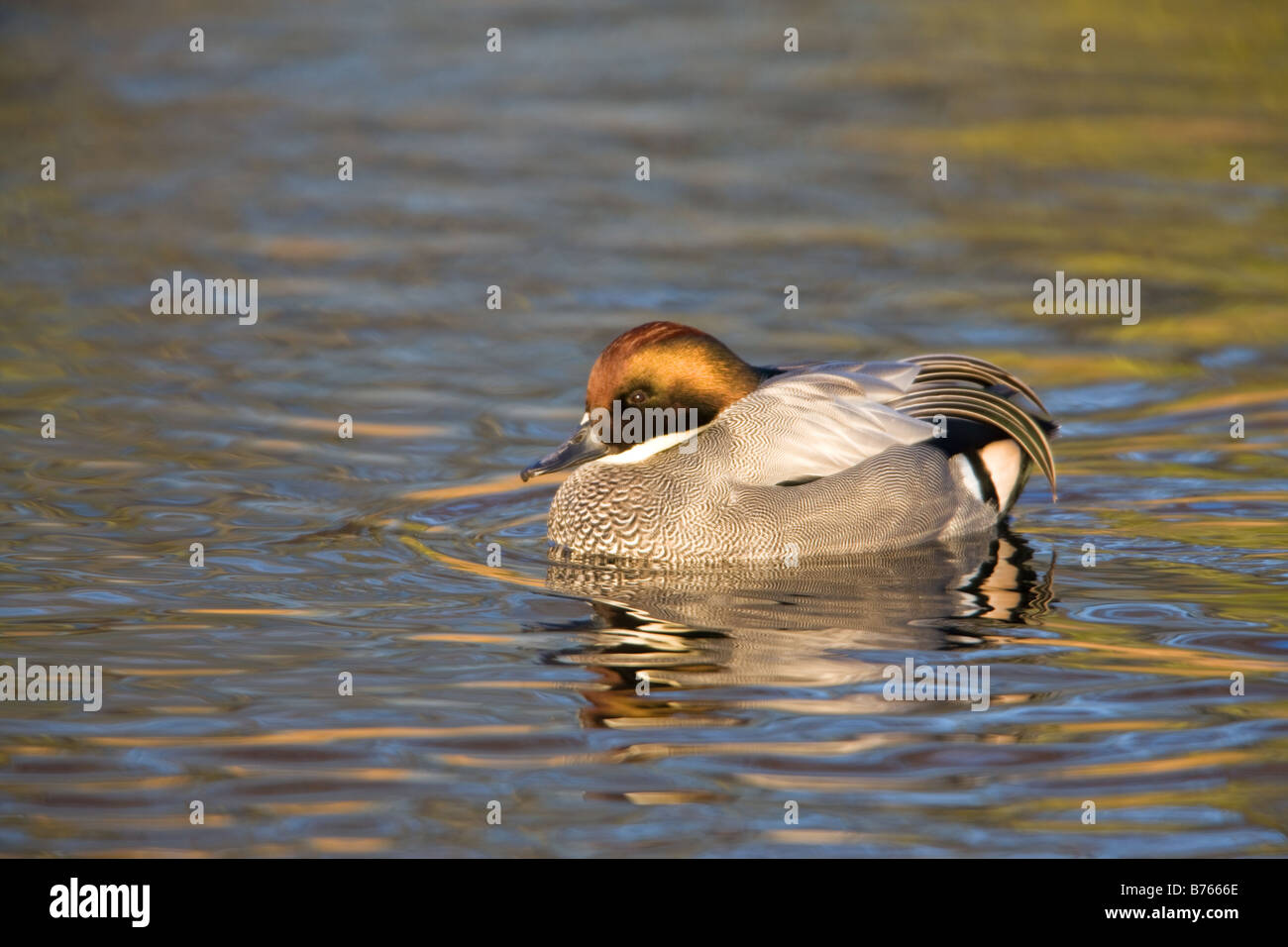 Falcated duck hi-res stock photography and images - Alamy
