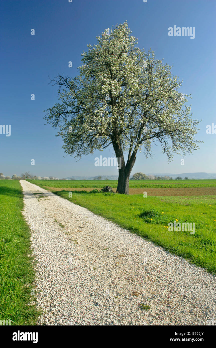 Pear tree pyrus sp hi-res stock photography and images - Alamy