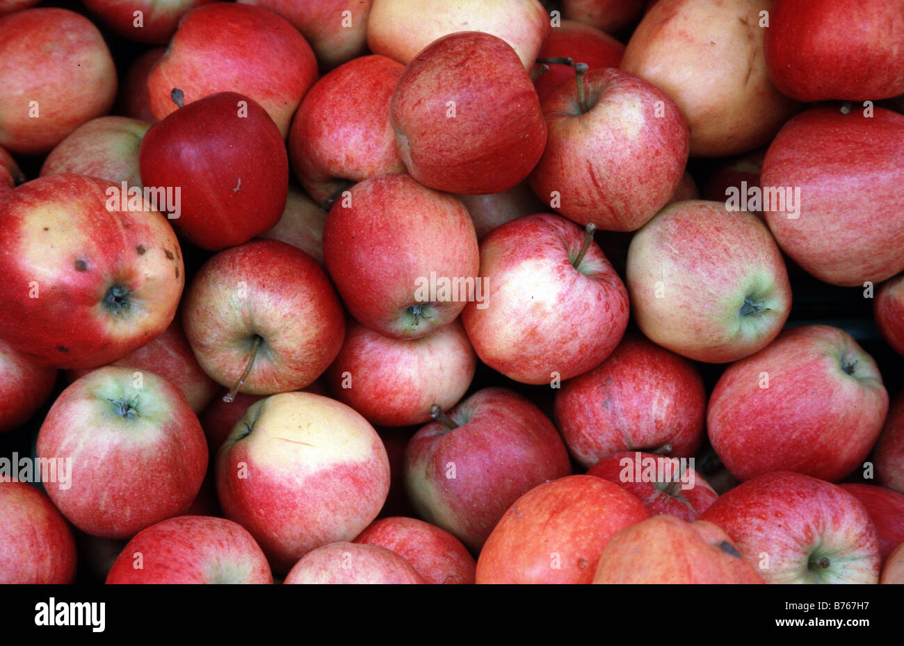 Malus spec malus malus domestica apples crabapples pommier apple ...