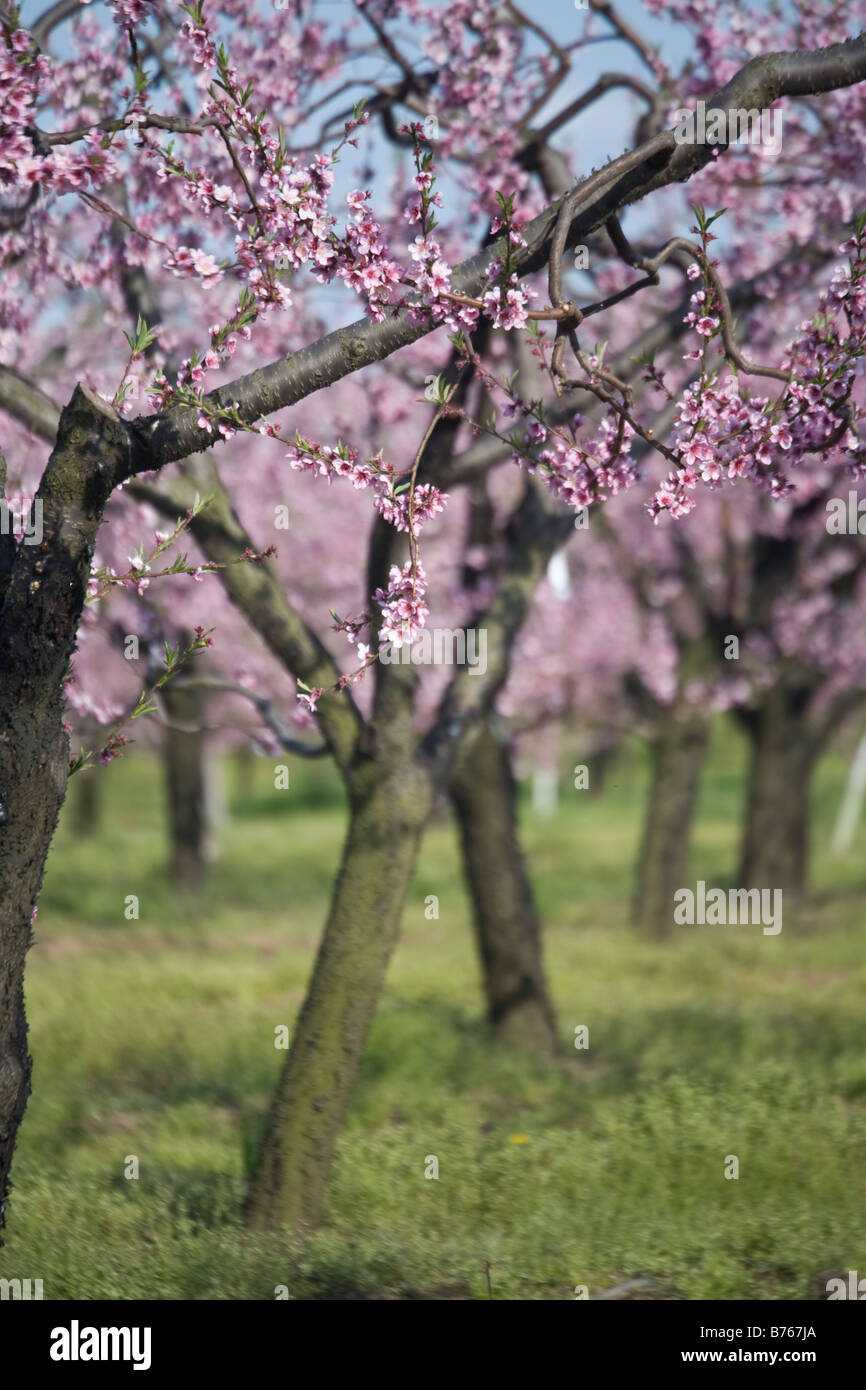 Flowering cherry trees in orchards in the Niagara region of Ontario ...