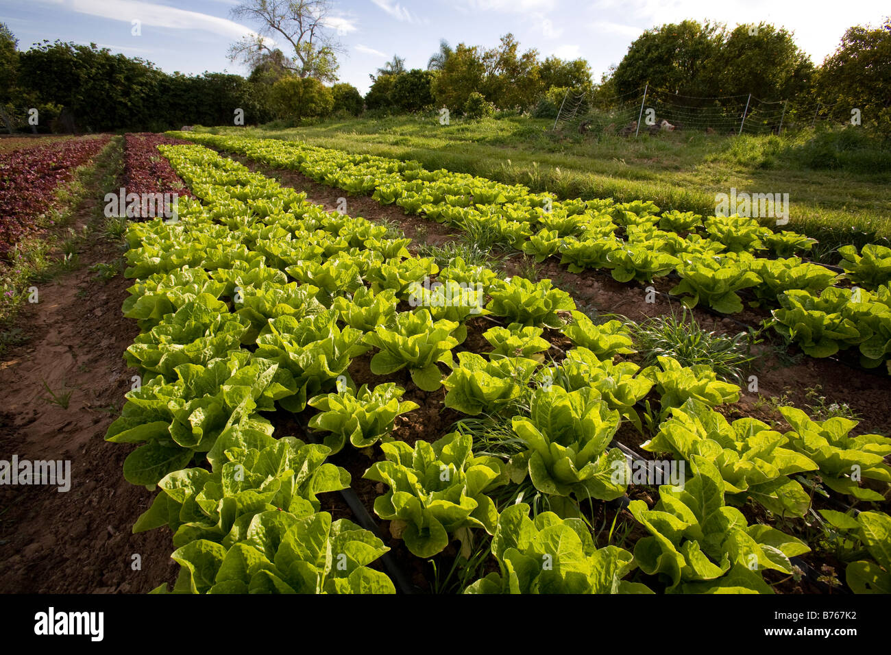The Center for Urban Agriculture at Fairview Gardens is one of the ...
