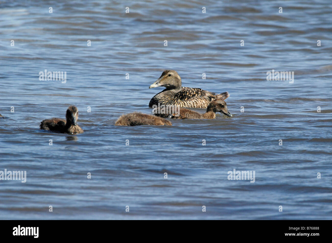 Duck chick hi-res stock photography and images - Alamy