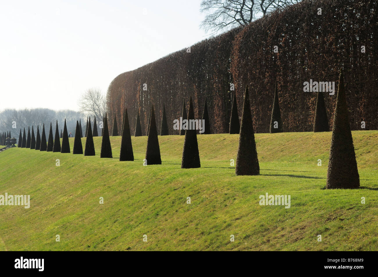 The Privy Garden with conically shaped yew trees in winter Hampton ...