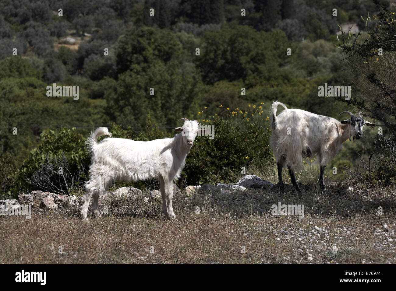 Goats free range hi-res stock photography and images - Alamy