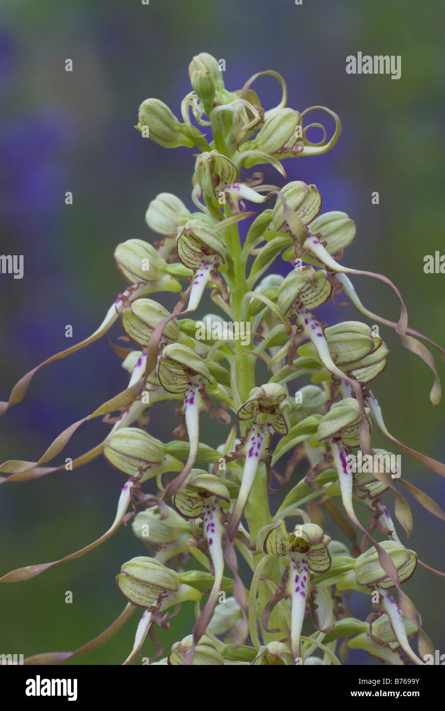 Lizard Orchid Himantoglossum hircinum detail close up bloom blossom ...
