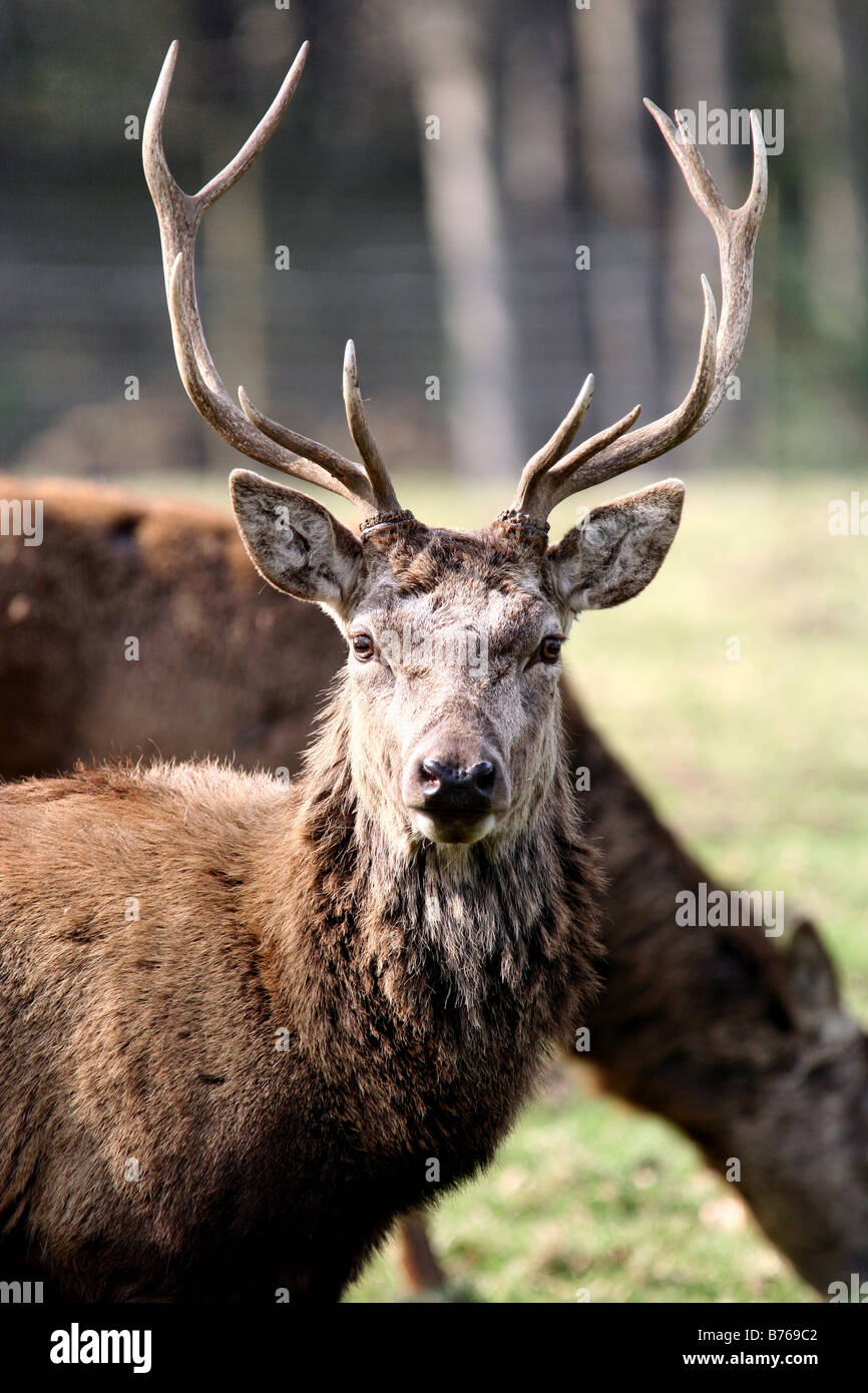 Stag fountains abbey hi-res stock photography and images - Alamy