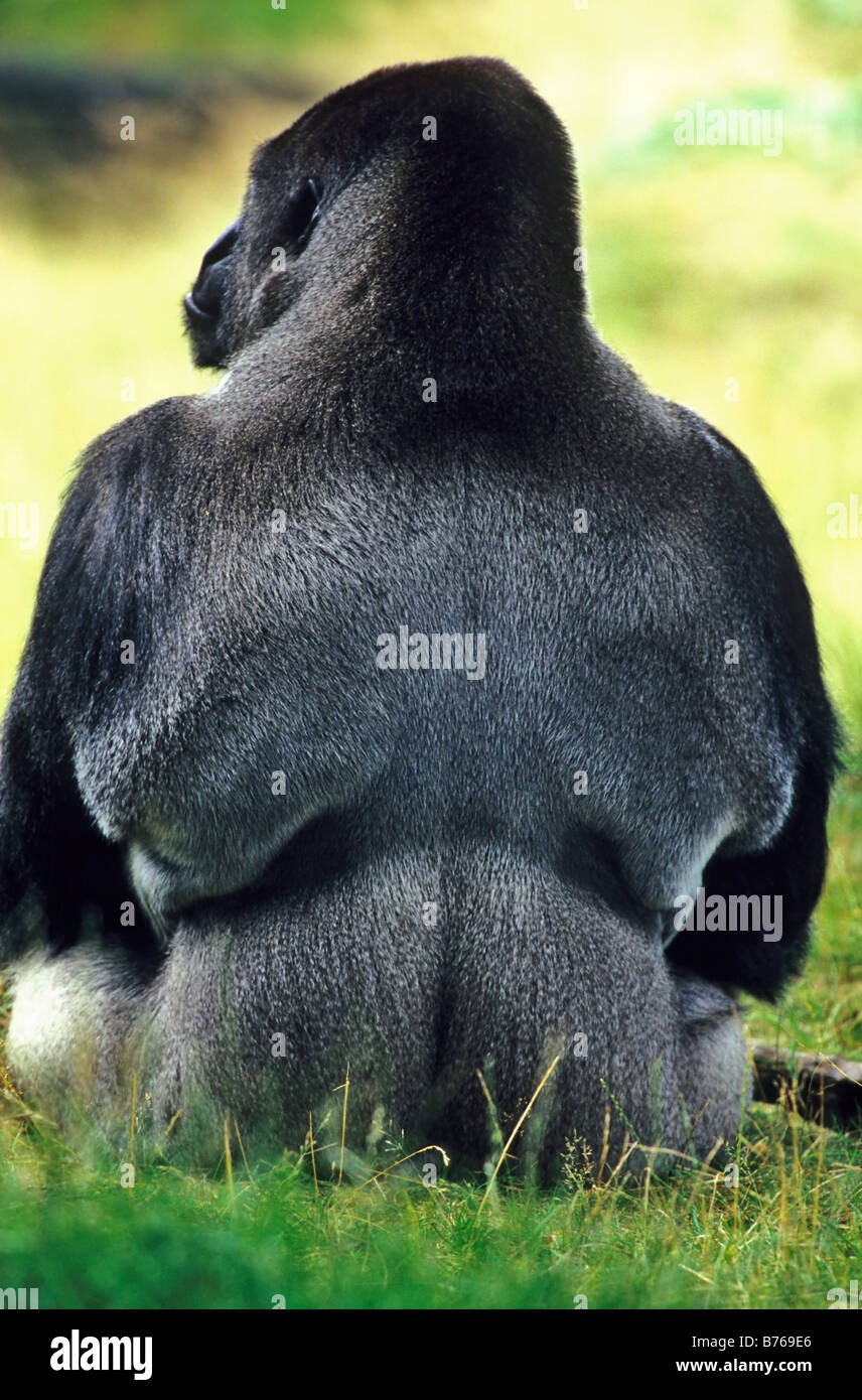 gorilla gorilla western gorilla westgorilla lowland gorilla old monkey ...