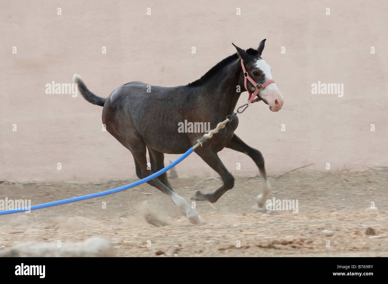 Caballo rosa hi-res stock photography and images - Alamy