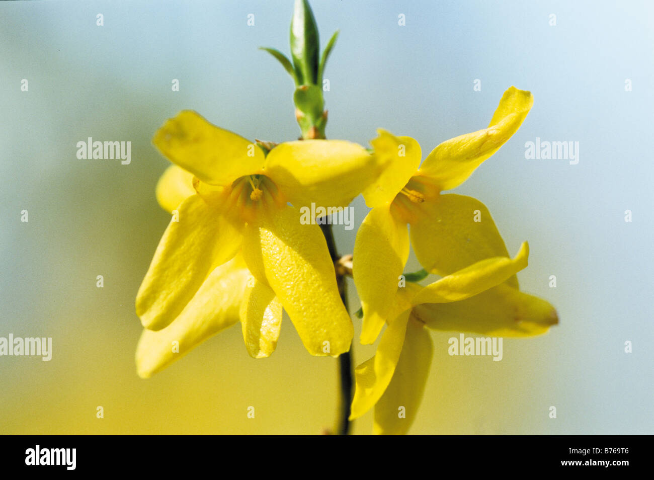 Forsythie forsythia intermedia forsythia forsythia de paris bloom ...