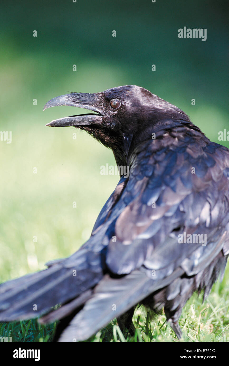 common raven corvus corax europe northern raven crow large all black ...