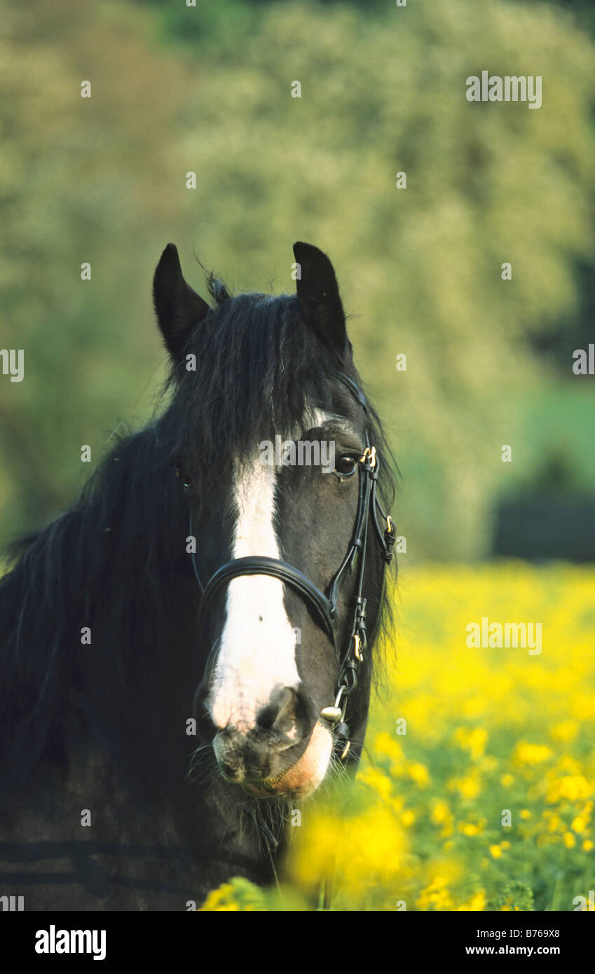 shire horse breed draught horse draft horse potrait Stock Photo - Alamy