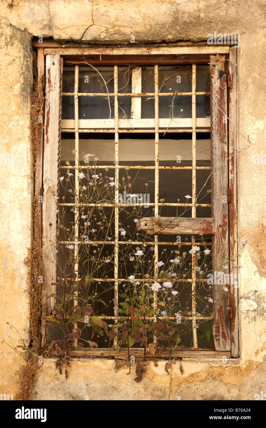 Wildflowers growing in old window in the old town of Rodos Island of ...