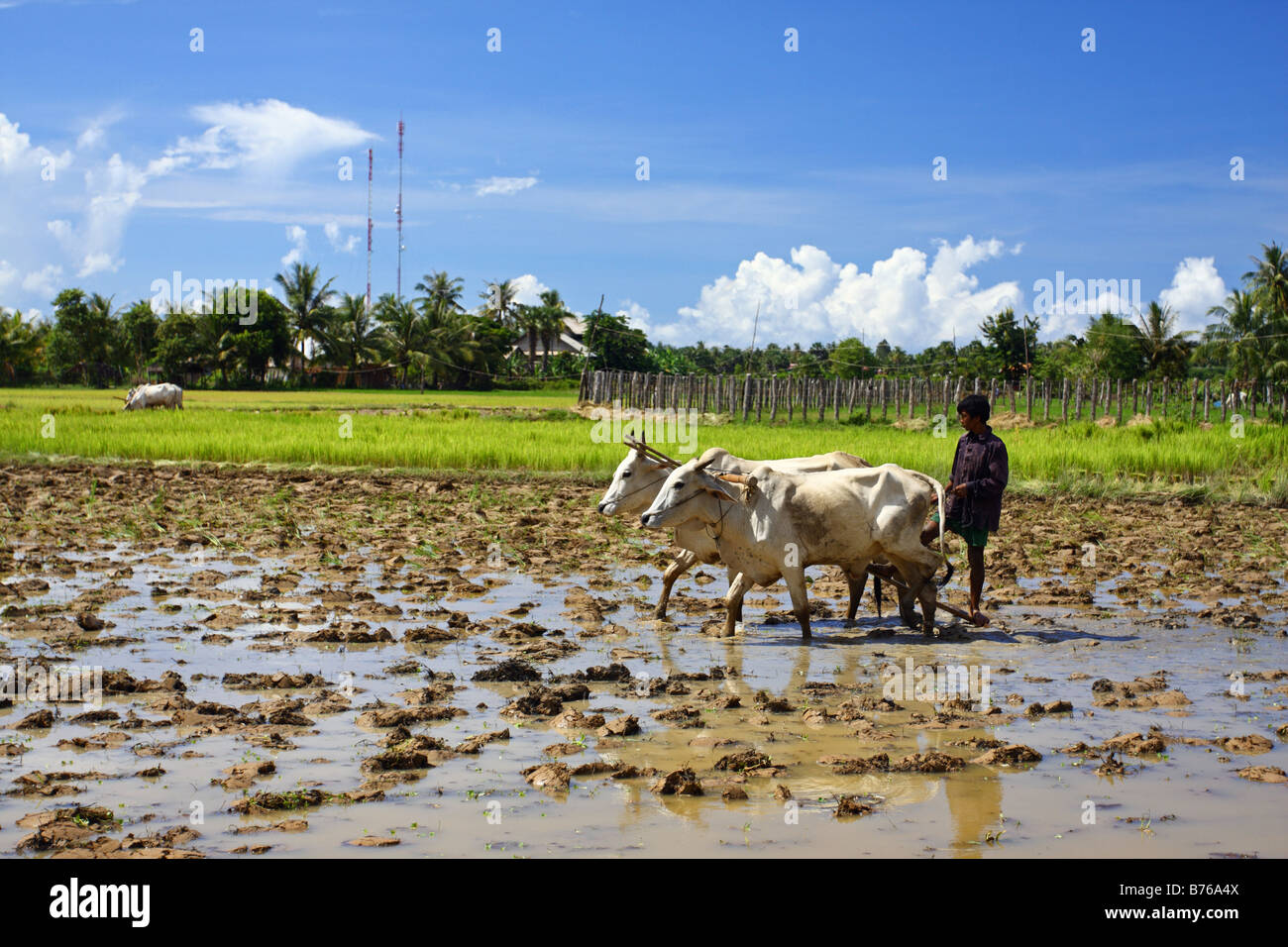 Cambodia rice field working hi-res stock photography and images - Alamy