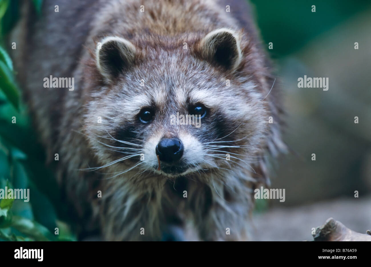 raccoon procyon lotor racoon common raccoon north american raccoon ...