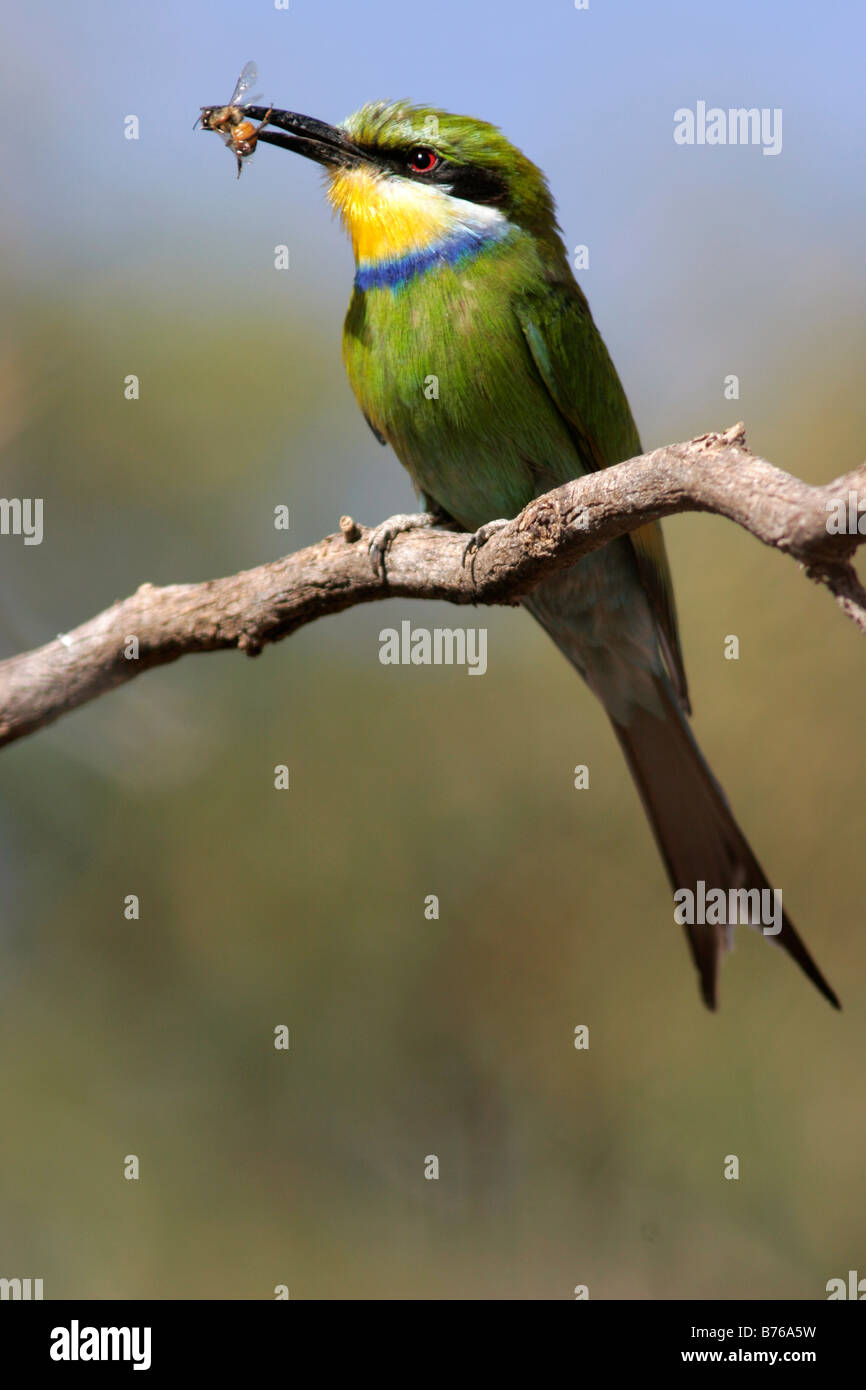 bee eater meropidae bird coloured plumage southafrica south africa ...
