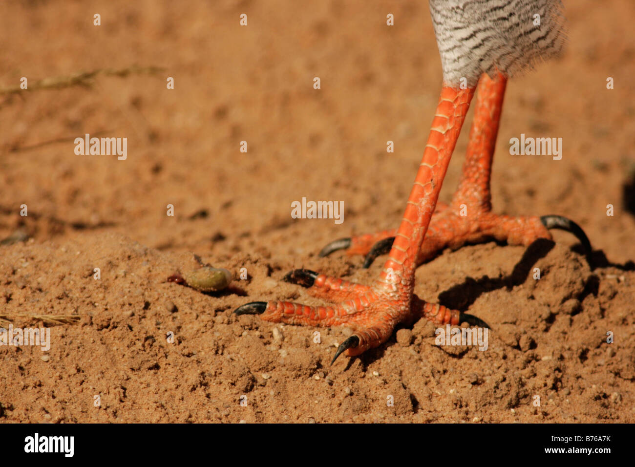 pale chanting goshawk melierax canorus bird of prey accipitridae detail ...