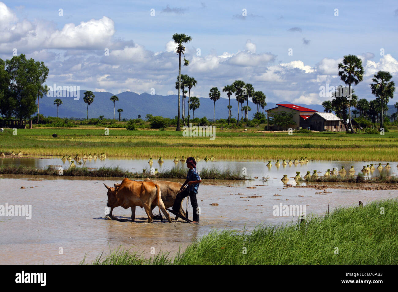 Man with 2 oxen plowing a rice field, Kampot South Cambodia Stock Photo ...