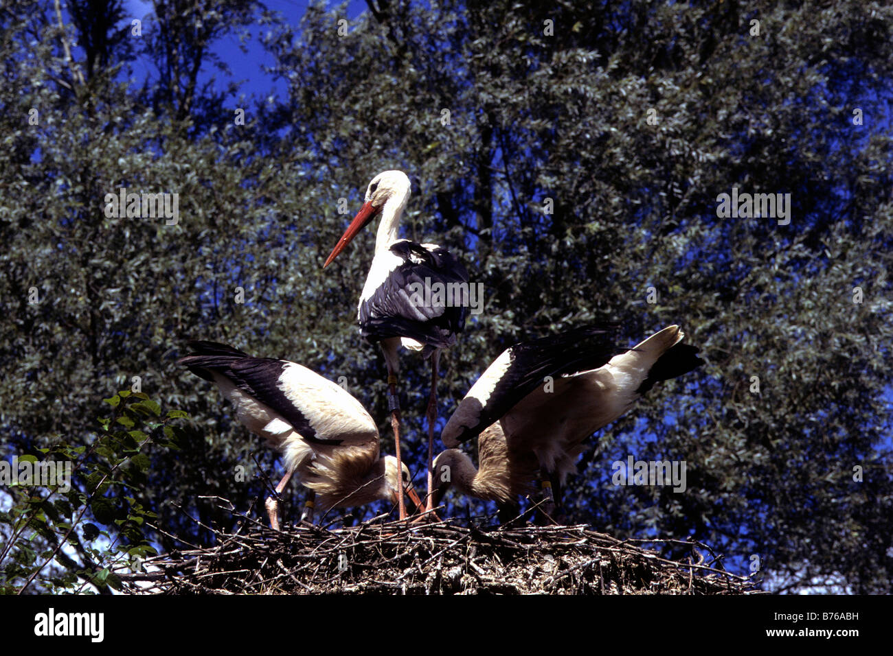 Wunawihr centre for reintroduction of stork hi-res stock photography ...