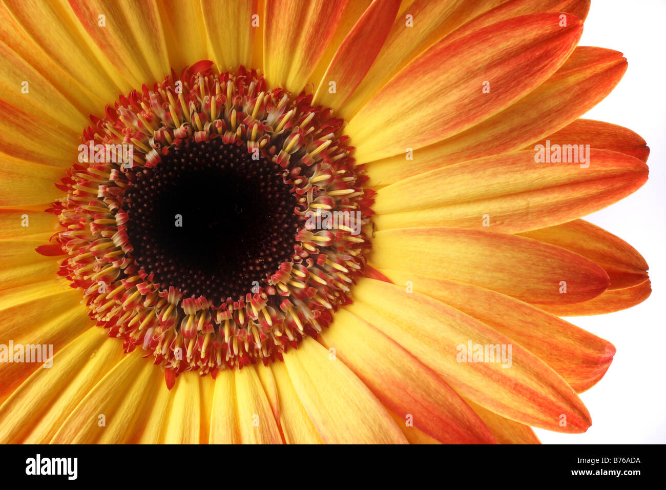 Extreme close up of big colorful orange Gerbera Stock Photo - Alamy