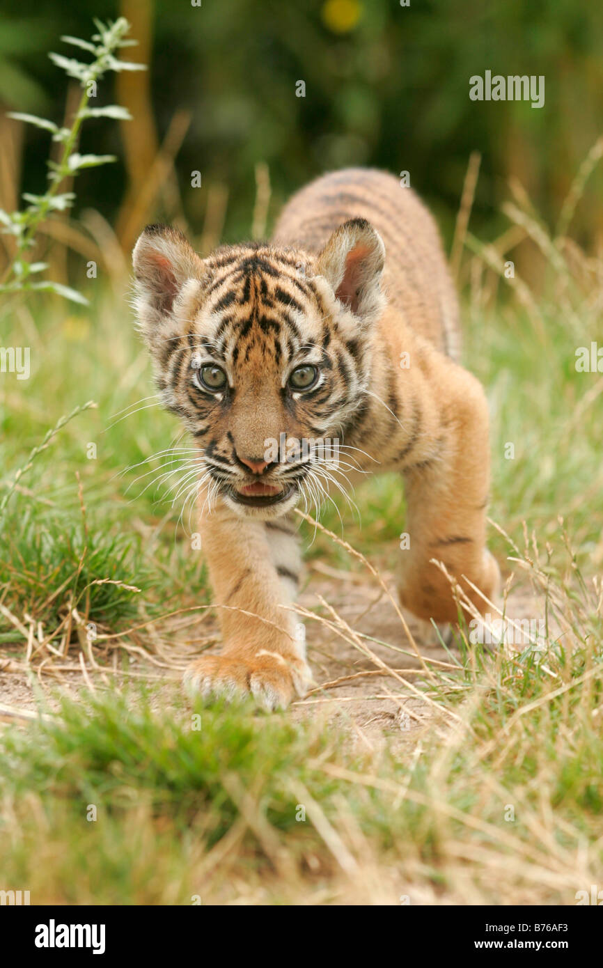 panthera tigris sumatrae sumatran tiger predator danger big cat jungle ...