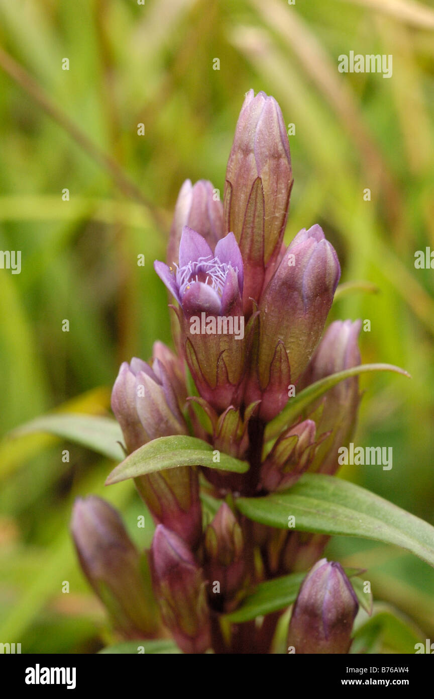 Autumn Gentian or Felwort, gentianella amarella Stock Photo - Alamy