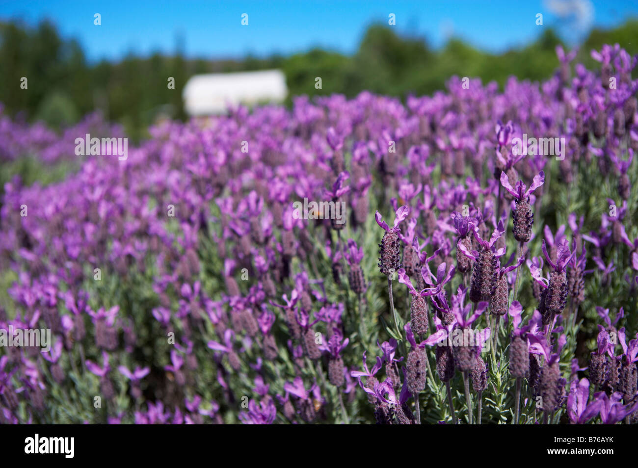 Lavender close up Stock Photo - Alamy