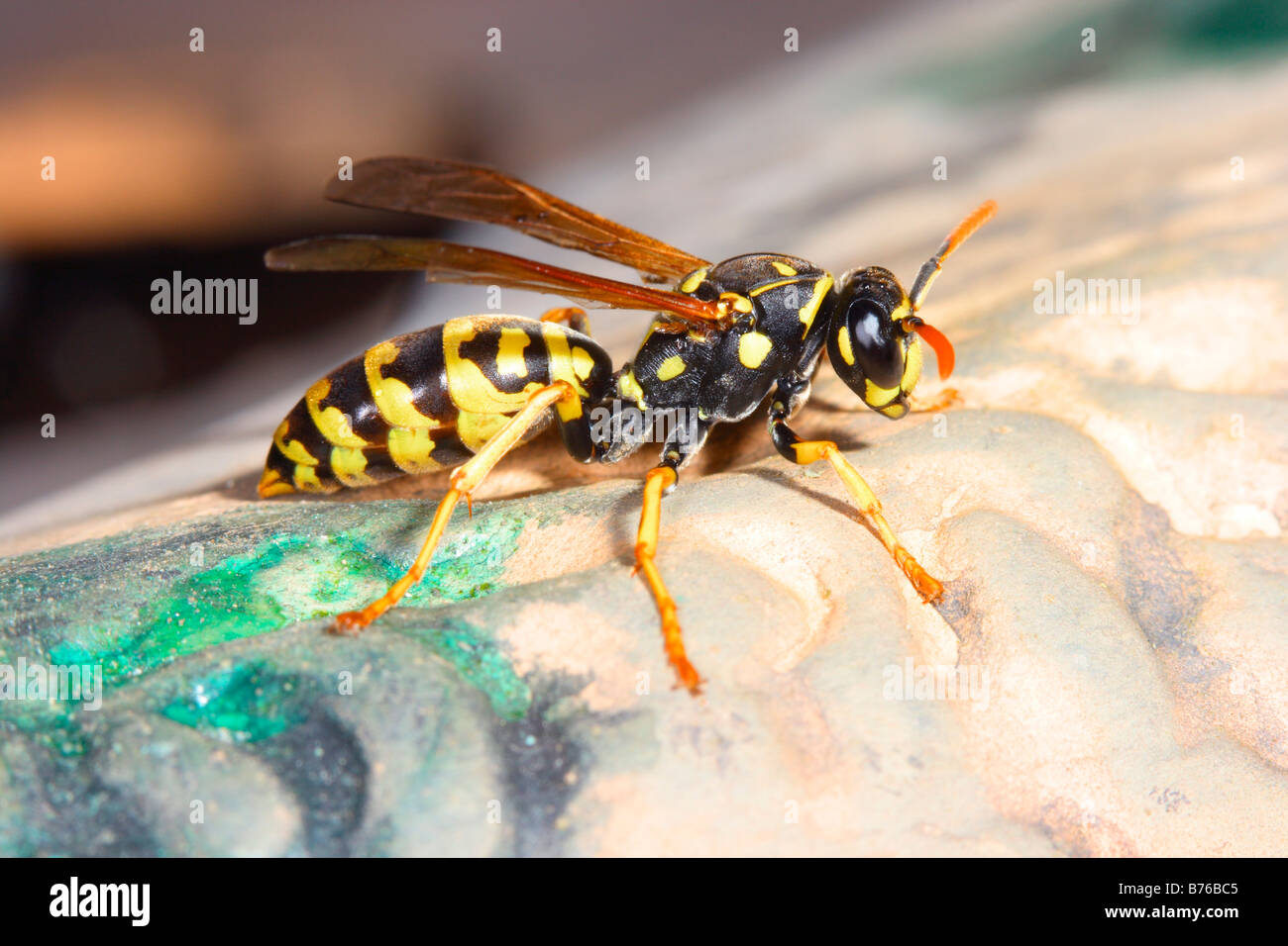 One wasp hi-res stock photography and images - Alamy