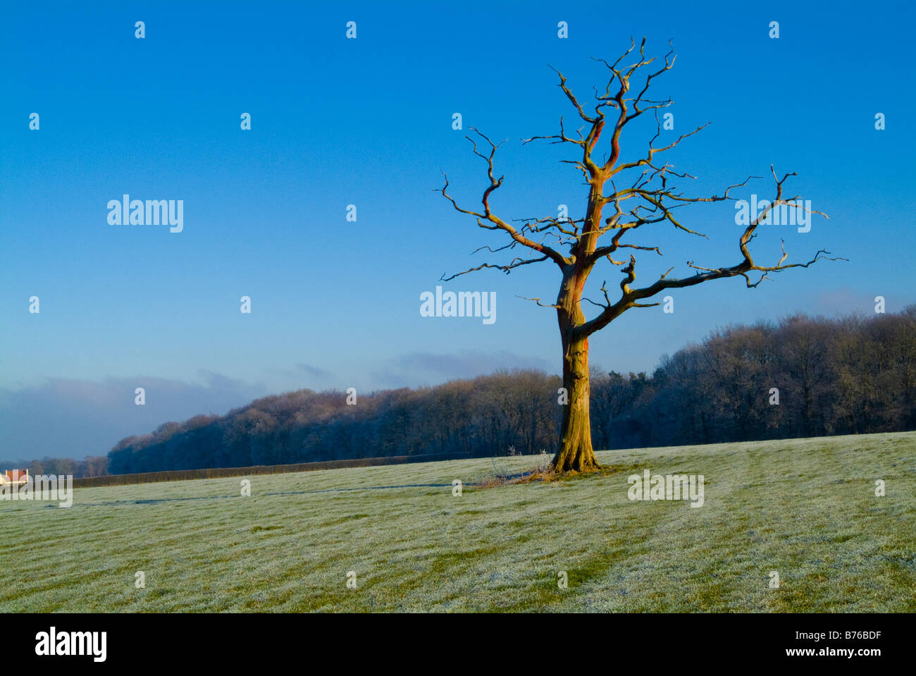 A Study of the painted red tree on top of Reigate Hill close to the M25 ...