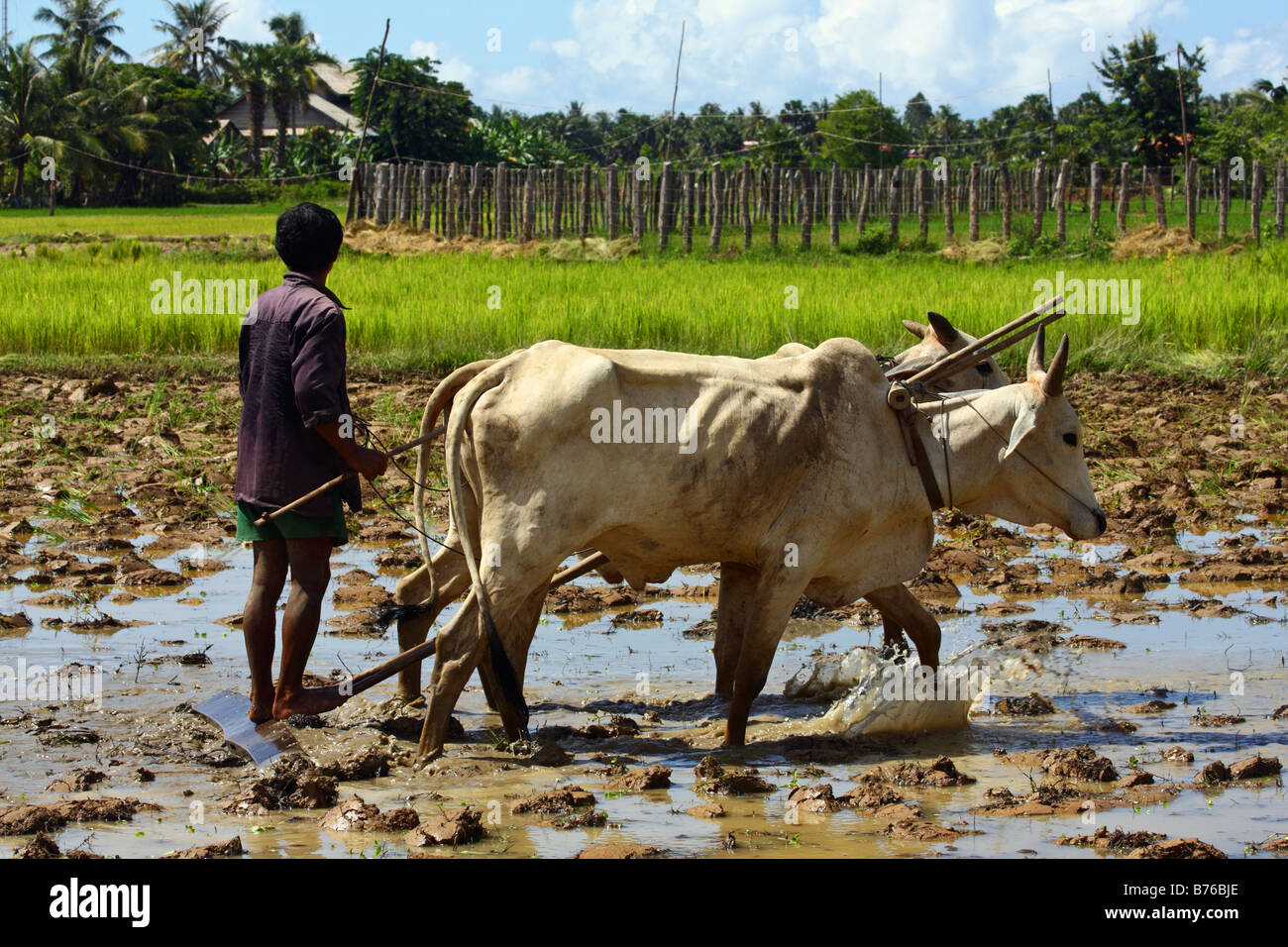Plowing With Oxen High Resolution Stock Photography and Images - Alamy