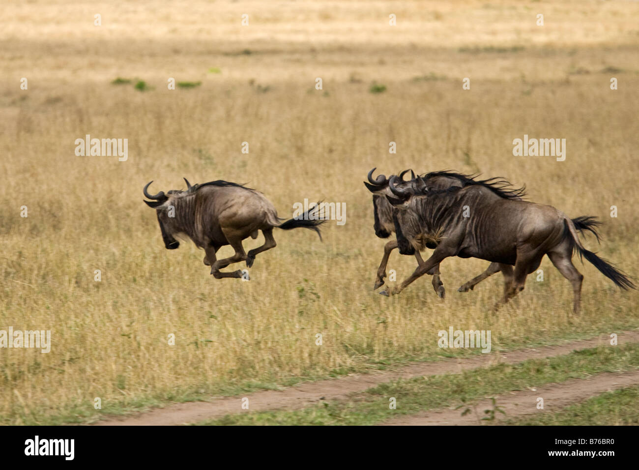 Masai Mara Game Park Kenya Africa wilderbeast Stock Photo - Alamy