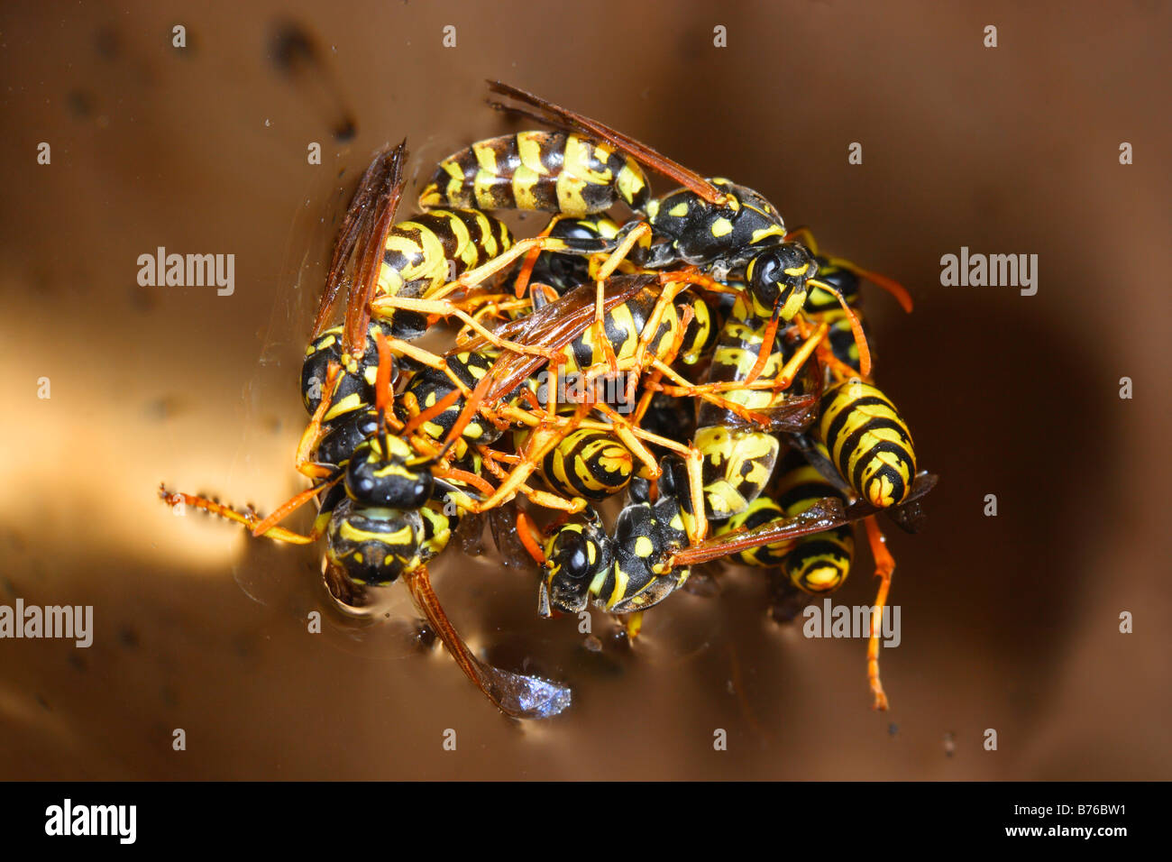 Wasp pool hi-res stock photography and images - Alamy