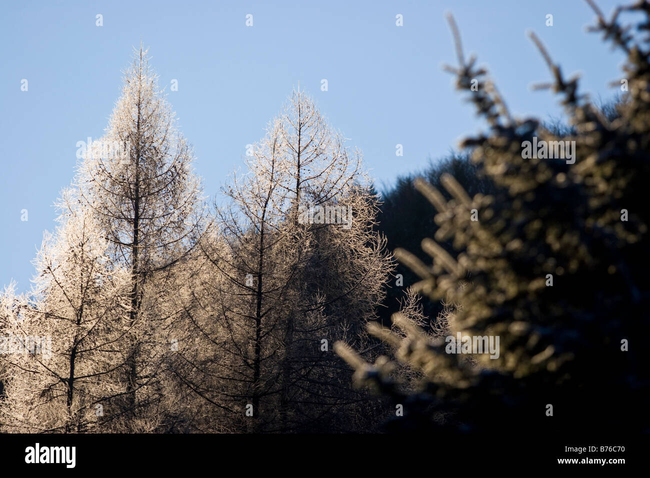 A tree in winter Stock Photo - Alamy