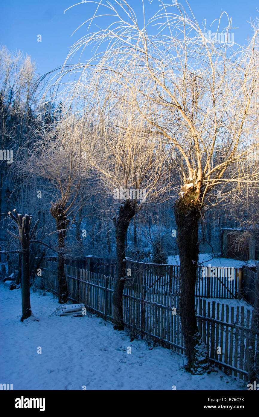 A tree in winter Stock Photo - Alamy