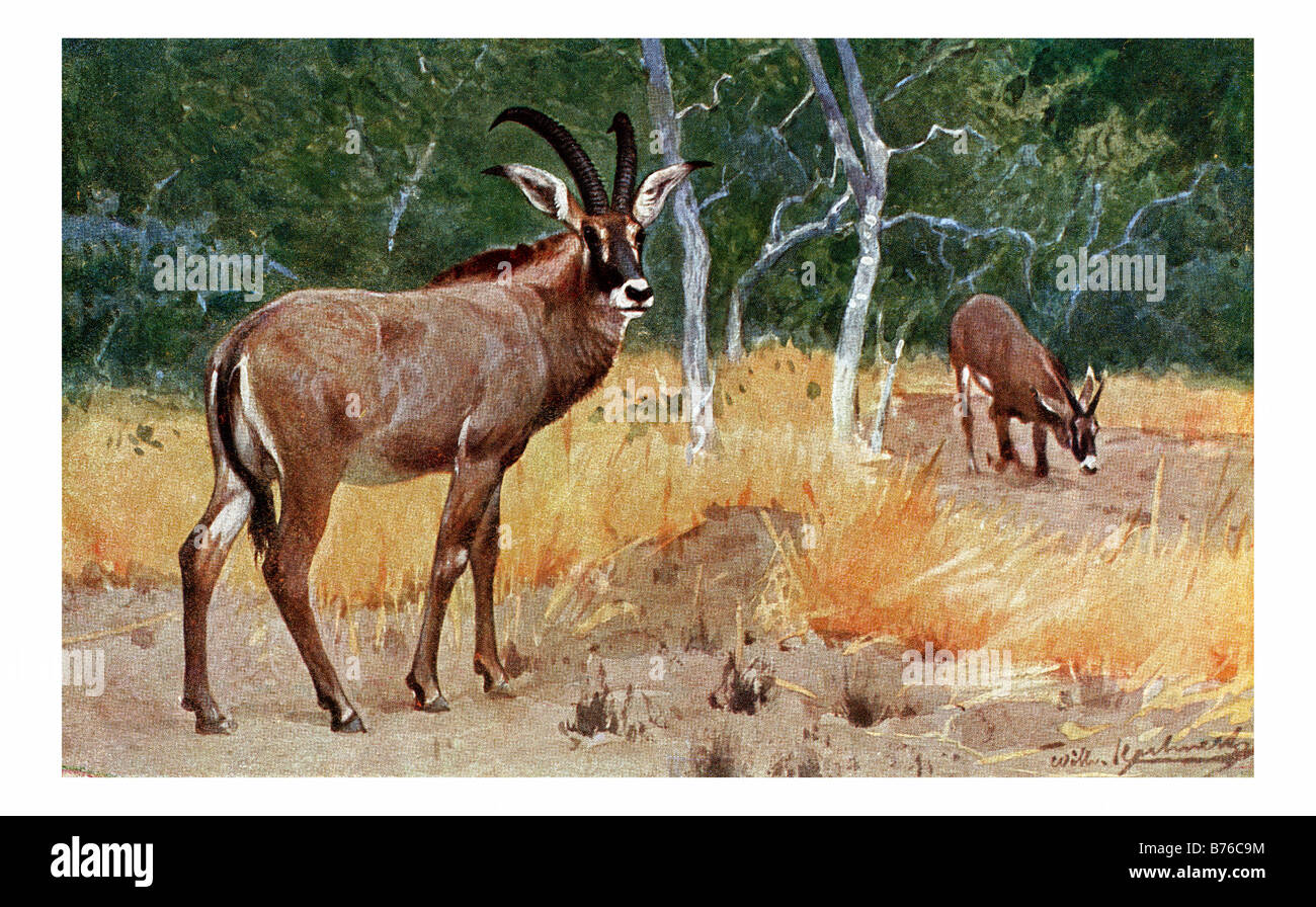 illustrations of roan antelopes on the savanna Stock Photo - Alamy