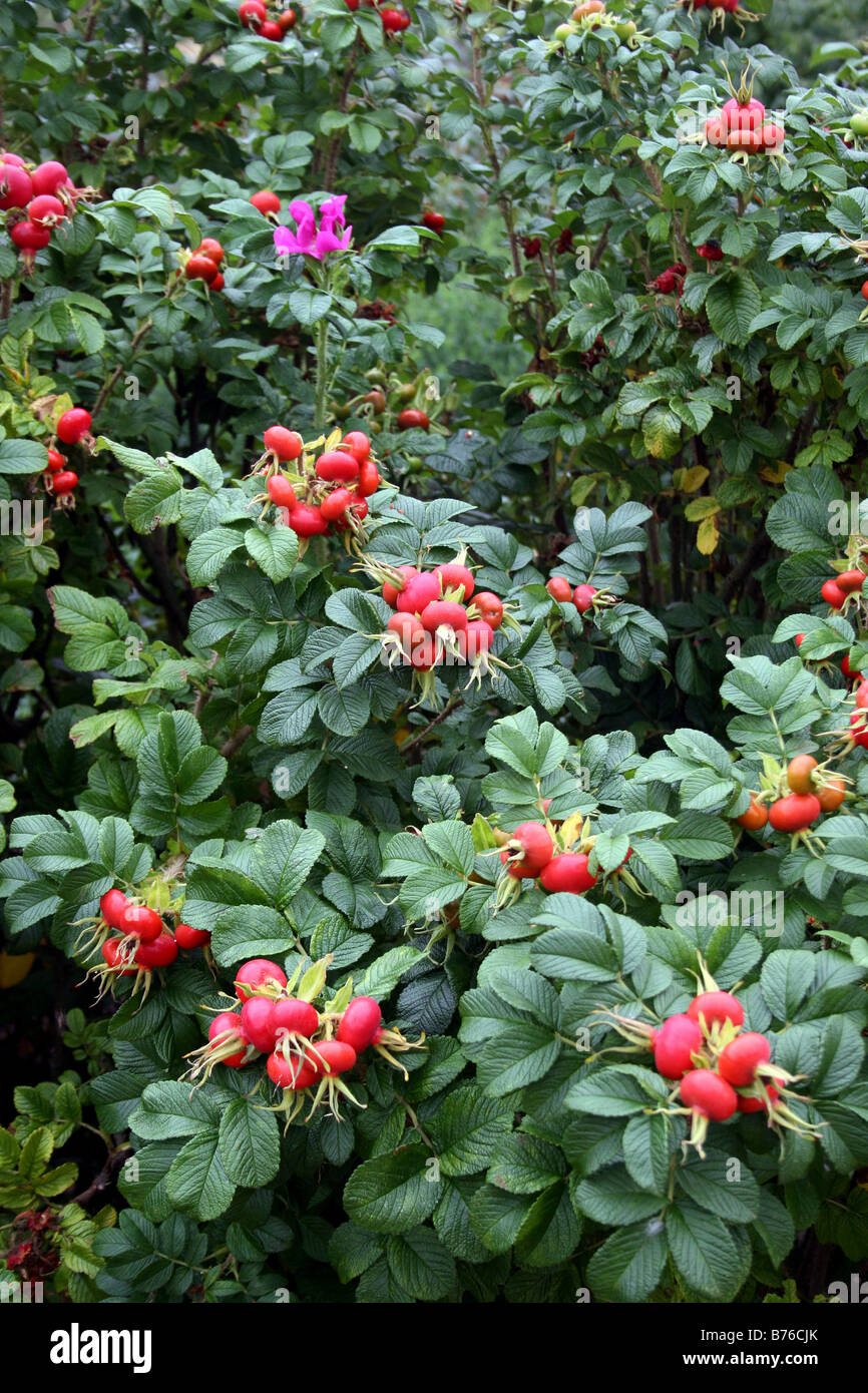 THE ROSE HIPS OF ROSA RUGOSA RUBRA IN LATE SUMMER. HEDGEHOG ROSE Stock ...